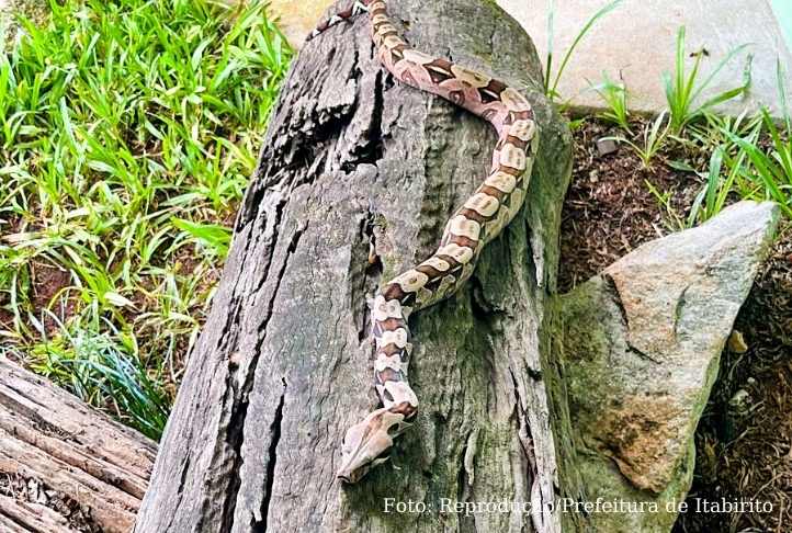 Itabirito: Zoológico do Parque Ecológico recebe jiboia